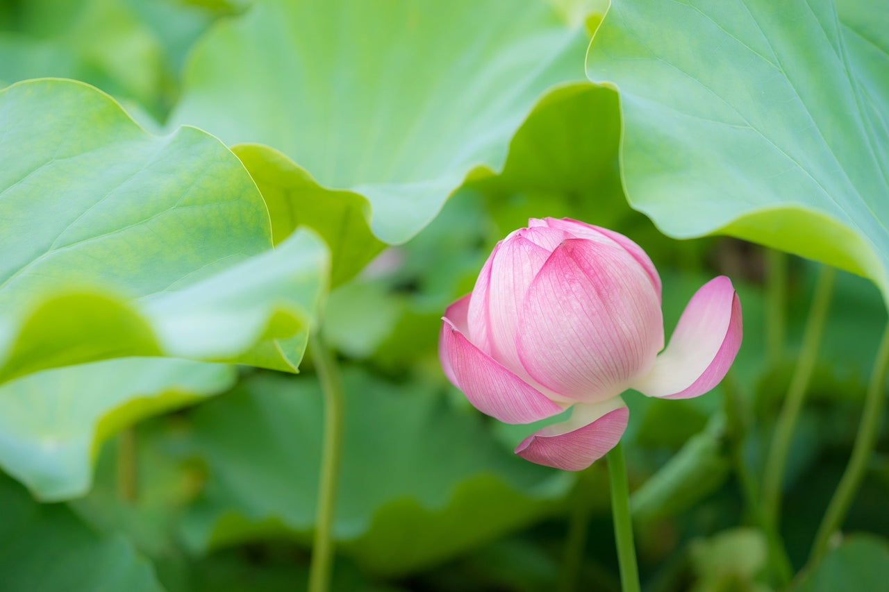 Gaman: Embracing Patience and Resilience in Japanese Culture | Wabi ...